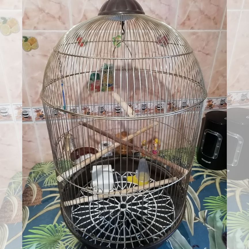 Птичья клетка