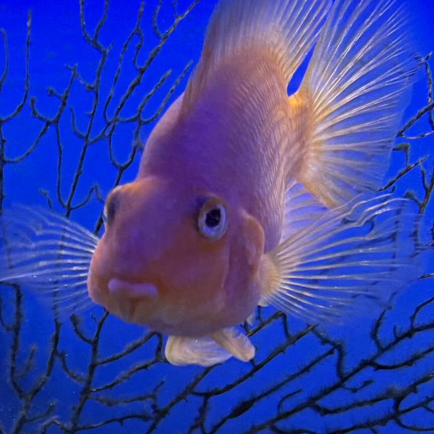 Рыбка попугай