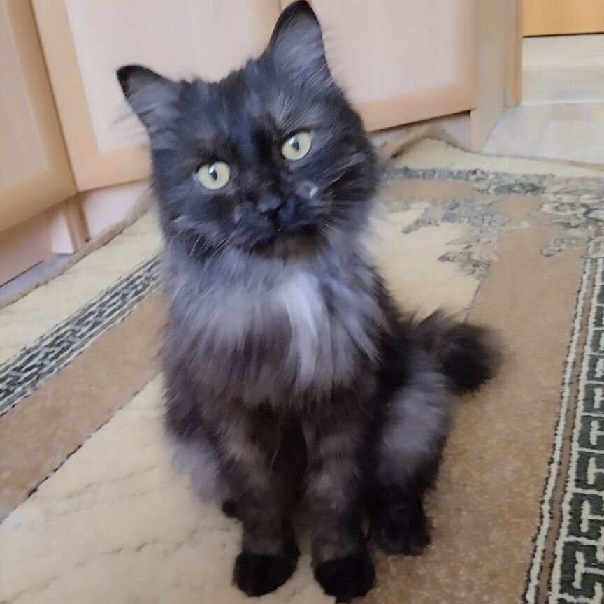 Взрослый кот в добрые руки