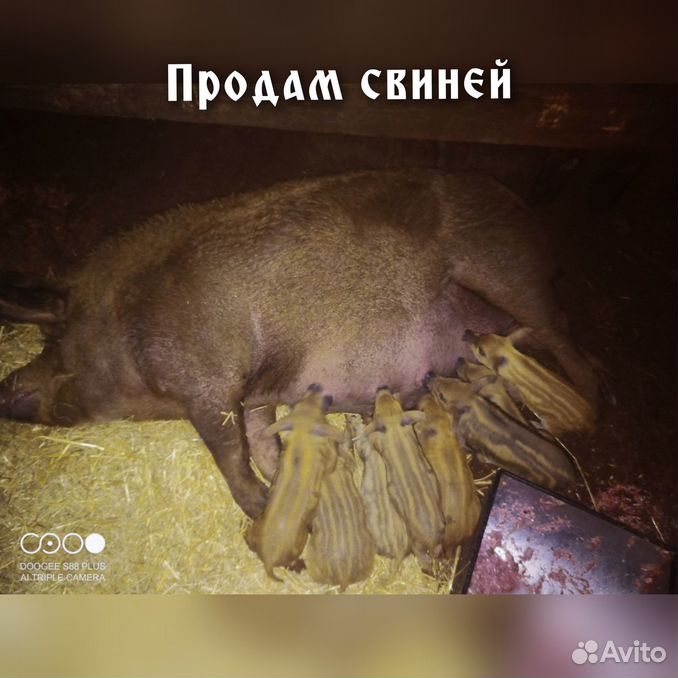 Продам супоросную мангалицу