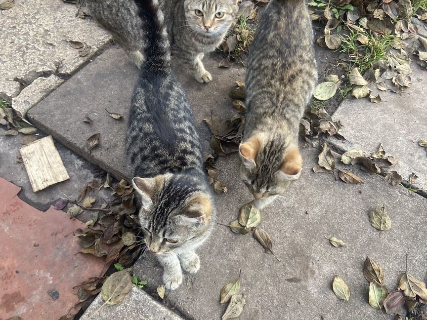 Котята в доброые руки 2 девочки 1 мальчик