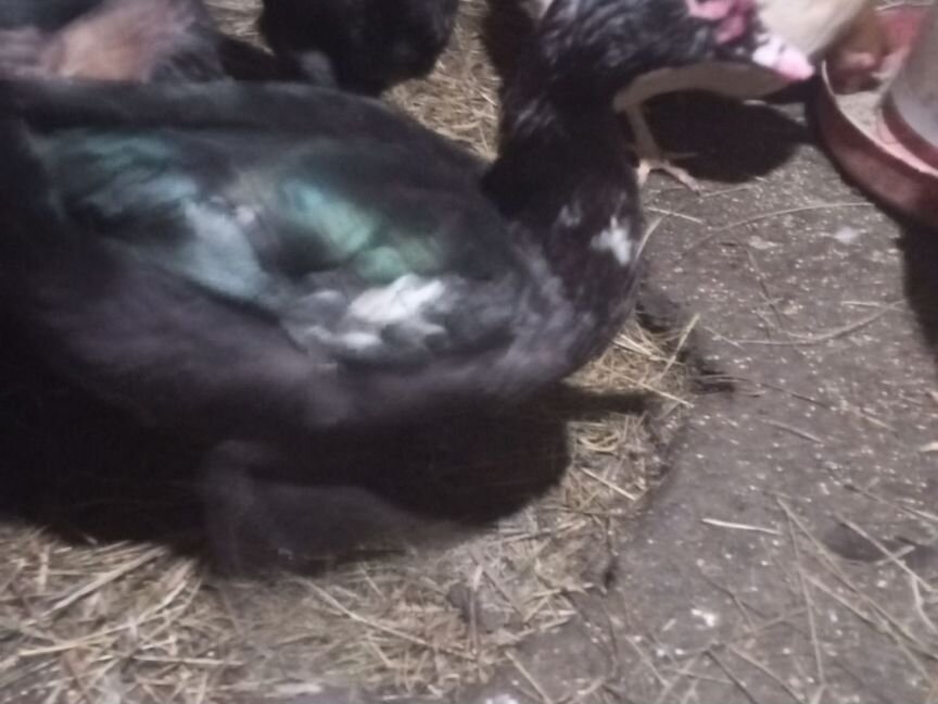 Индоутка мускусная утка