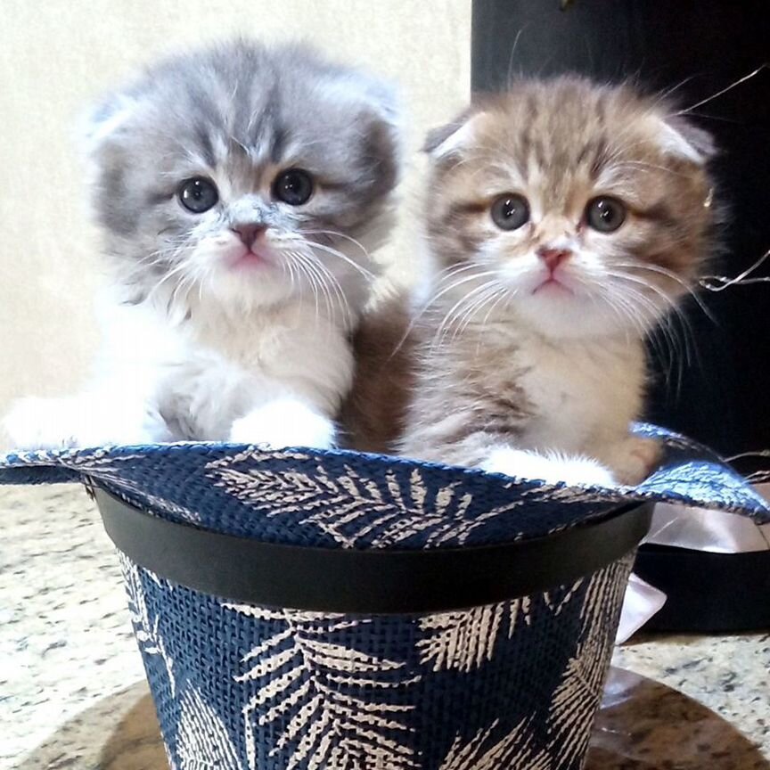 Шотландская