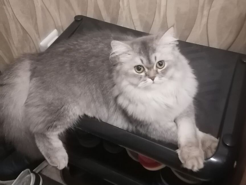 Домашние животные кошки