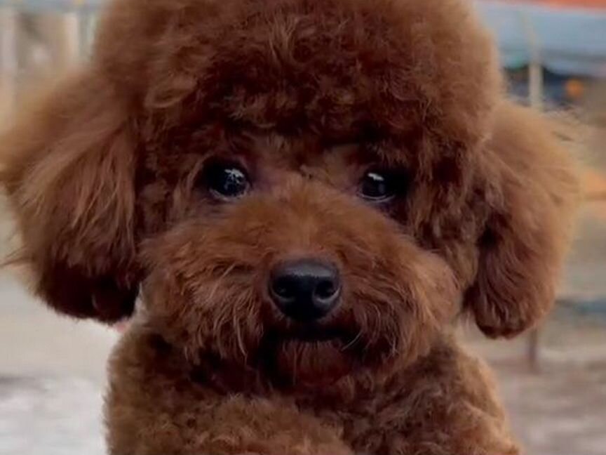 Той-пудель Живое Счастье девочка