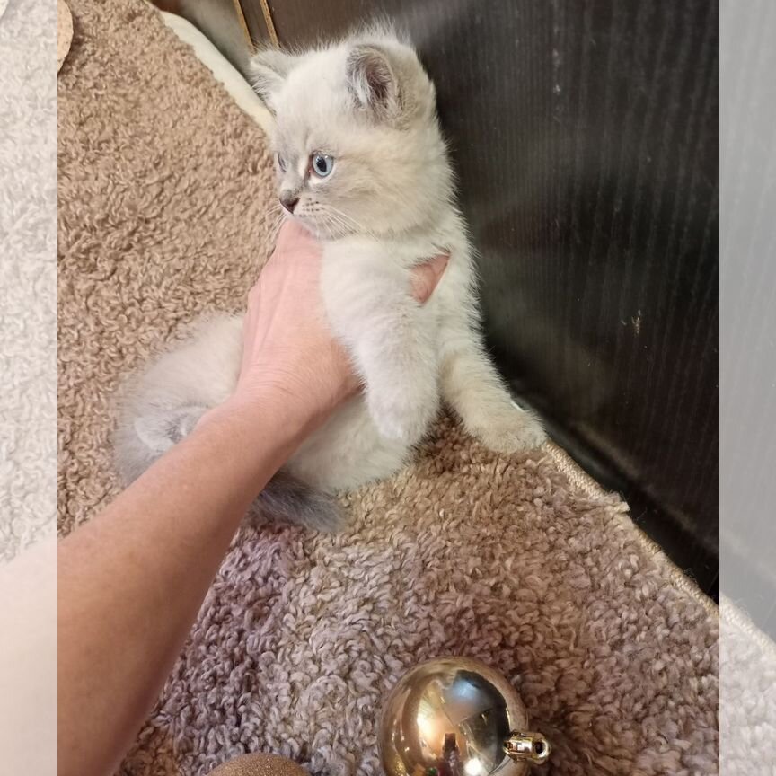 Шотландский прямоухий короткошёрстный котёнок