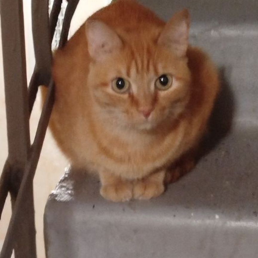 Котята в добрые руки мальчики рыжие
