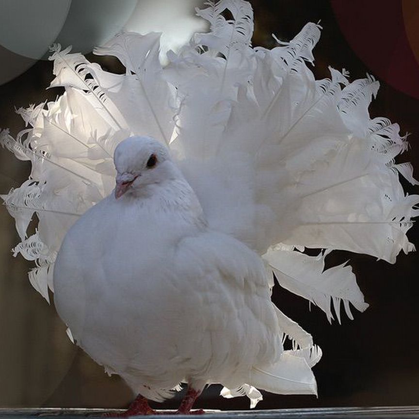 Голубь белый павленьевидный