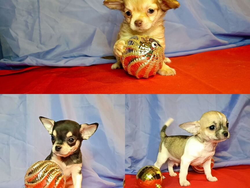 Щенки чихуахуа мальчики