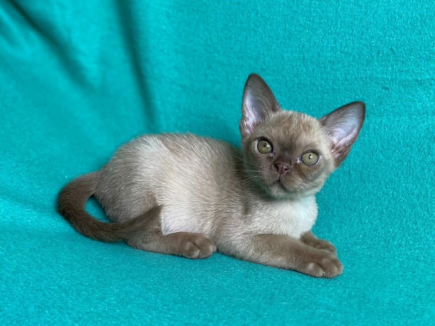 Очаровательный шоколадный бурманский мальчик