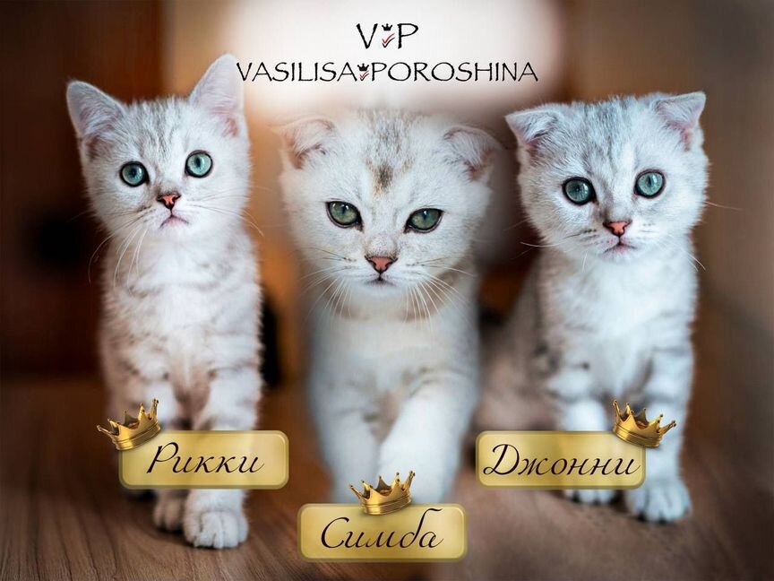Шотландские котята