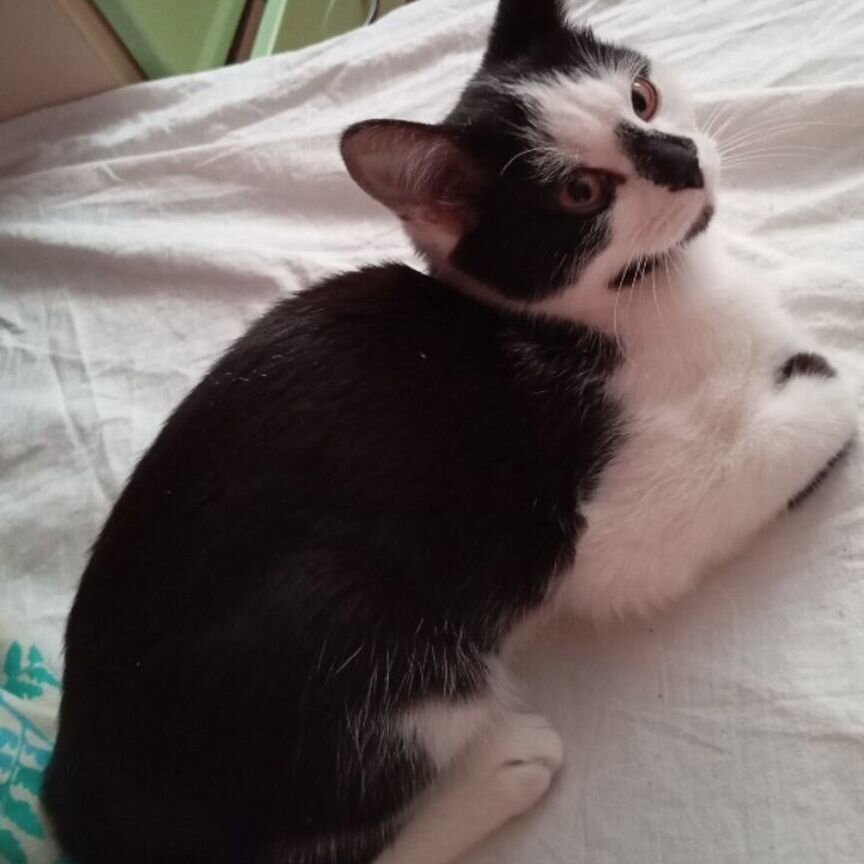 Котик, отдаём бесплатно