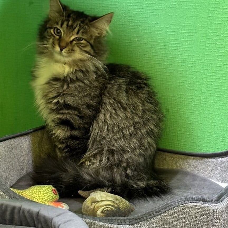 Кокос 6 месяцев. Котенок (кот)