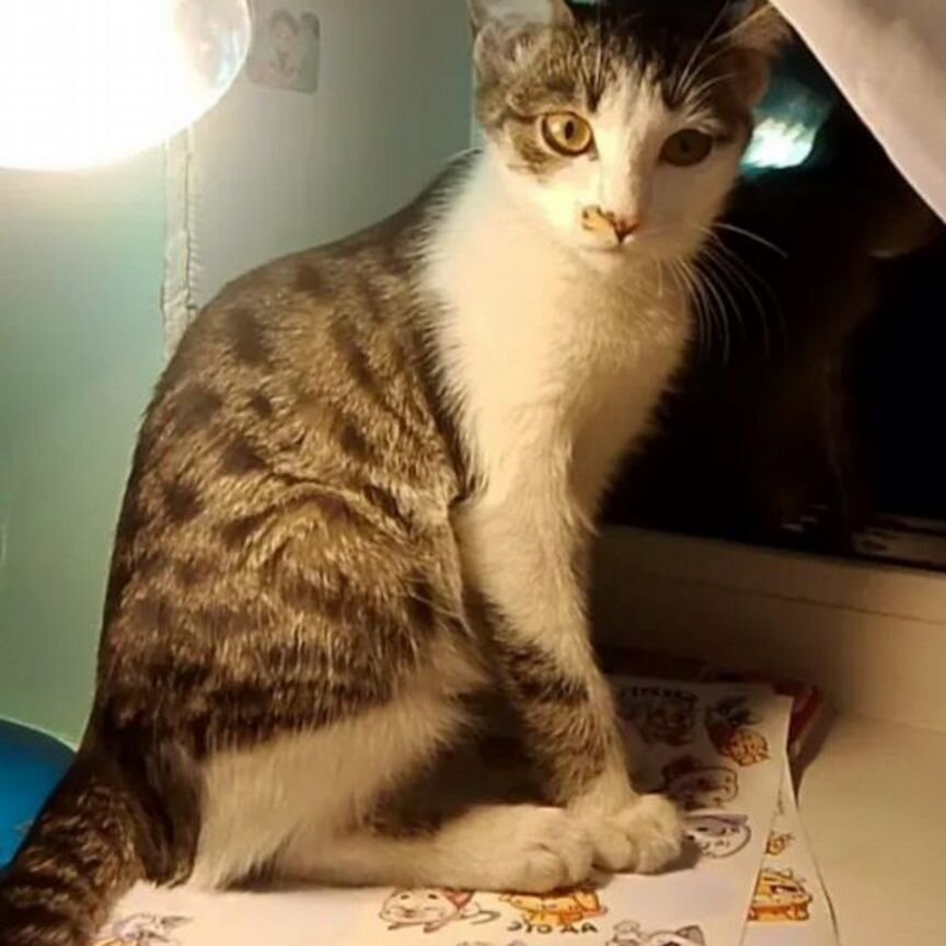 Котёнок в добрые руки