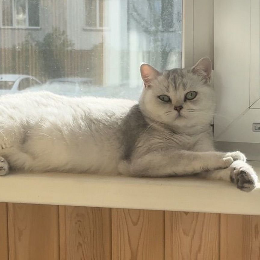 Шотландская кошка