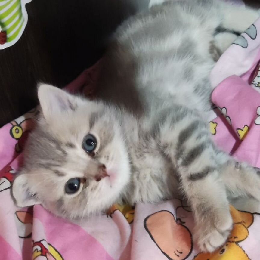 Шотландская вислоухая кошечка