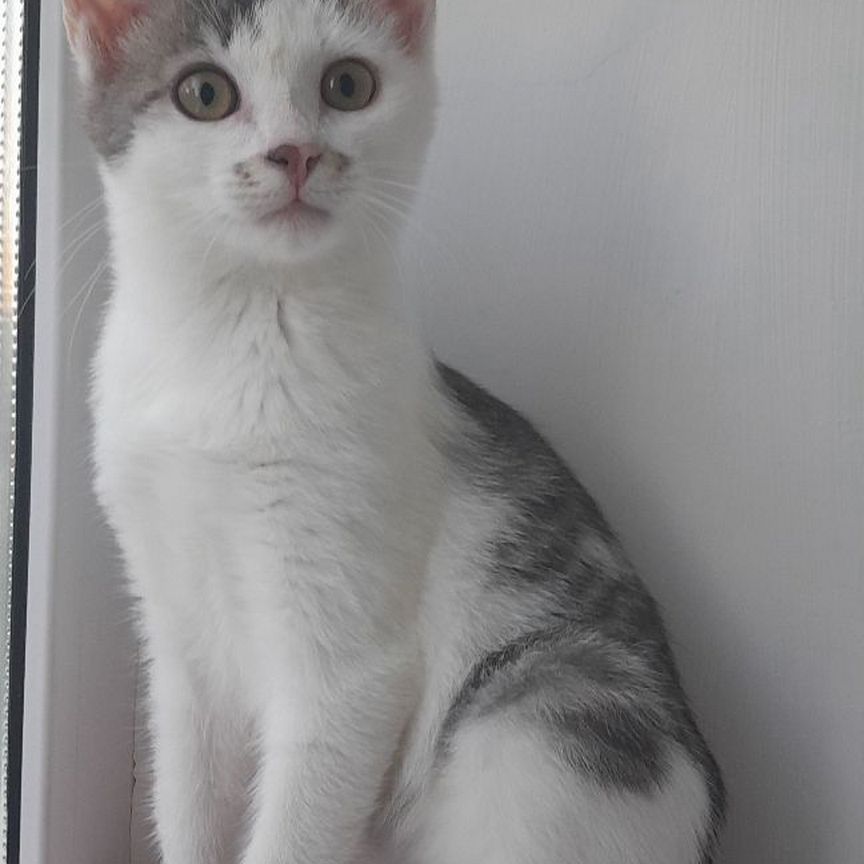 Котенок в добрые руки