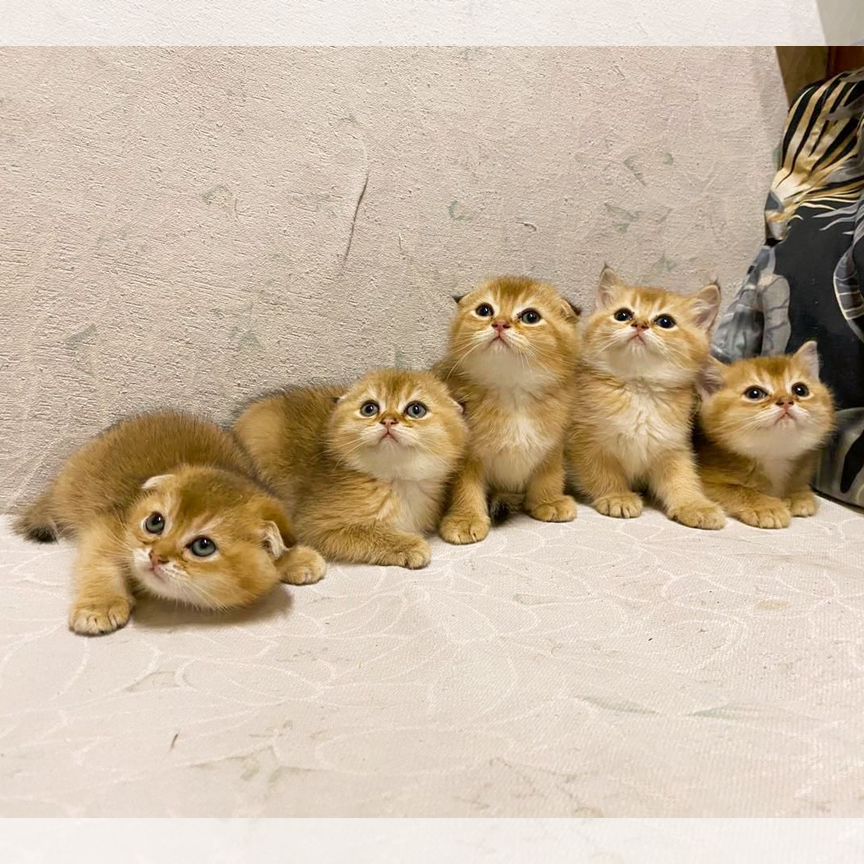 Шотландские золотые котята