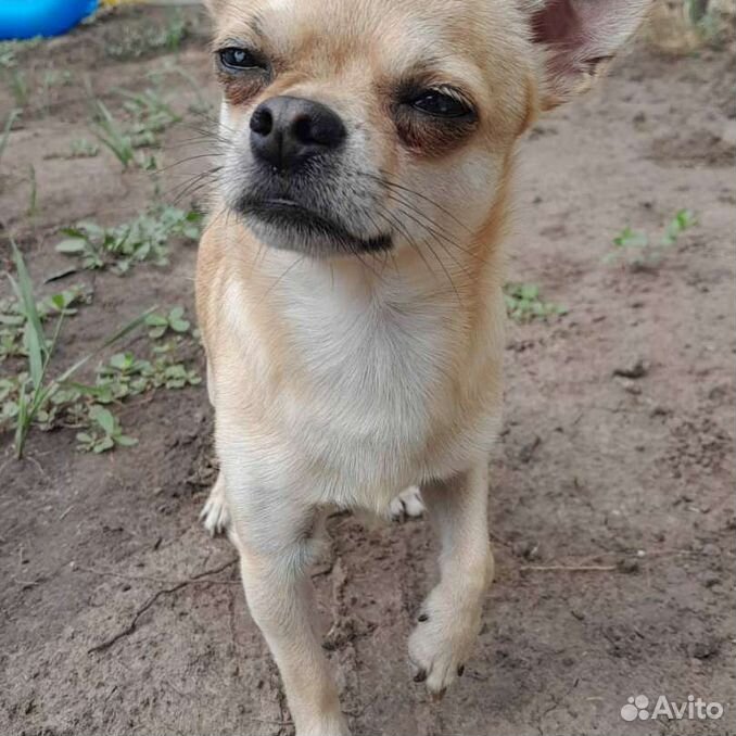 Потерялся Чихуахуа