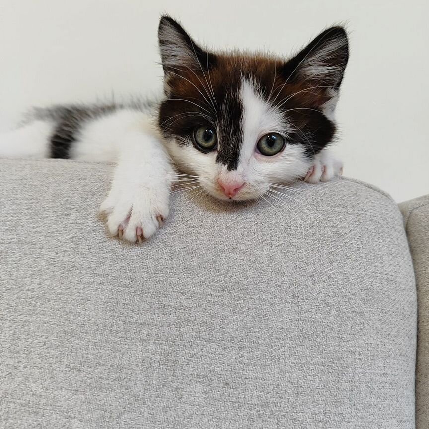 Маленький котенок бесплатно