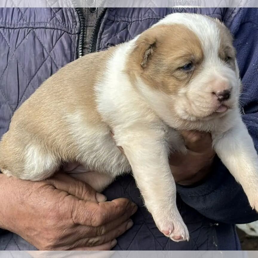 Среднеазиатская овчарка, щенок