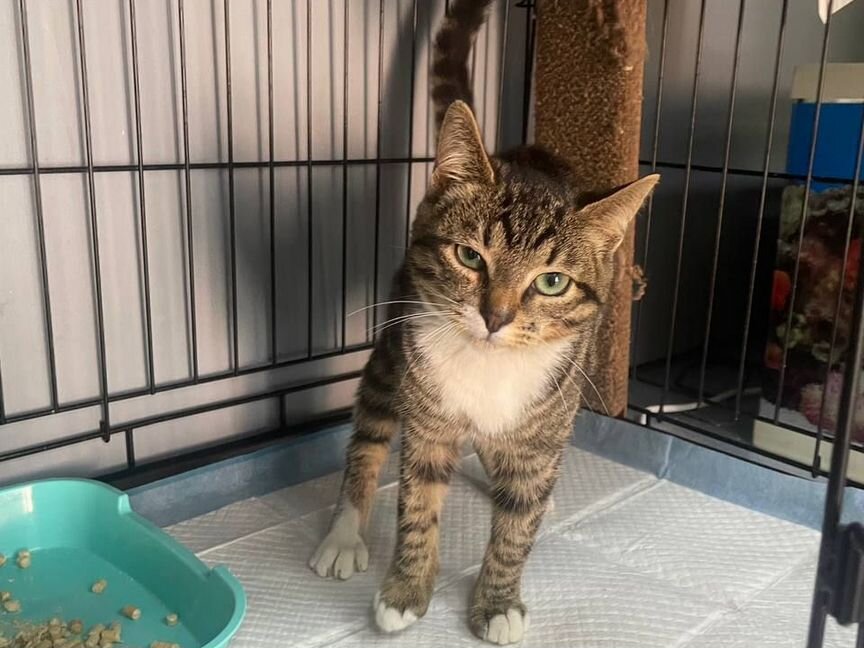 Девочка Герда в добрые руки