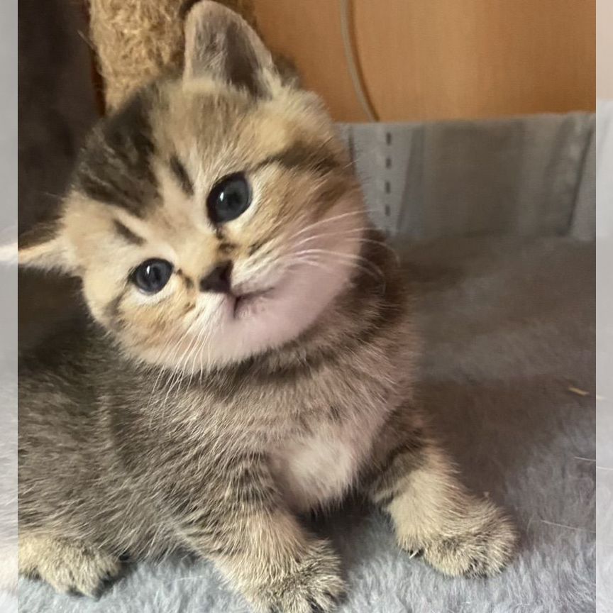 Шотландский прямоухий длинношёрстный котёнок