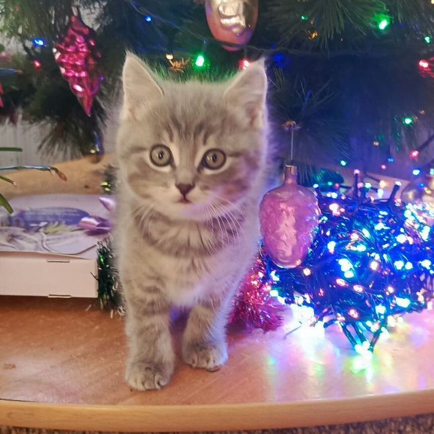 Котик