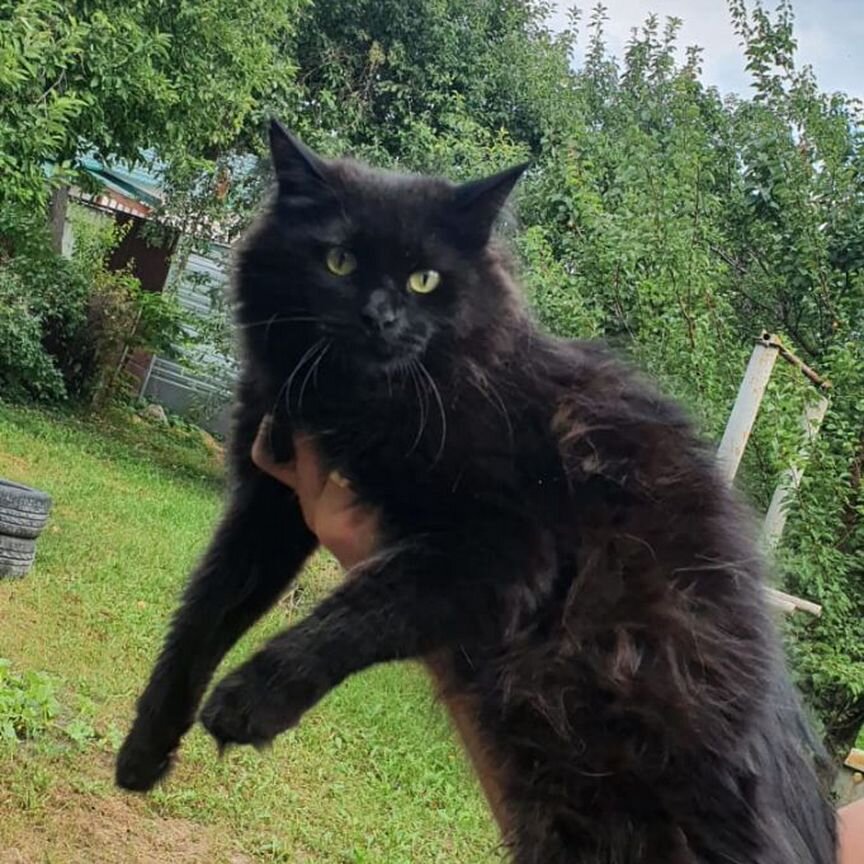 Кошка мейкун