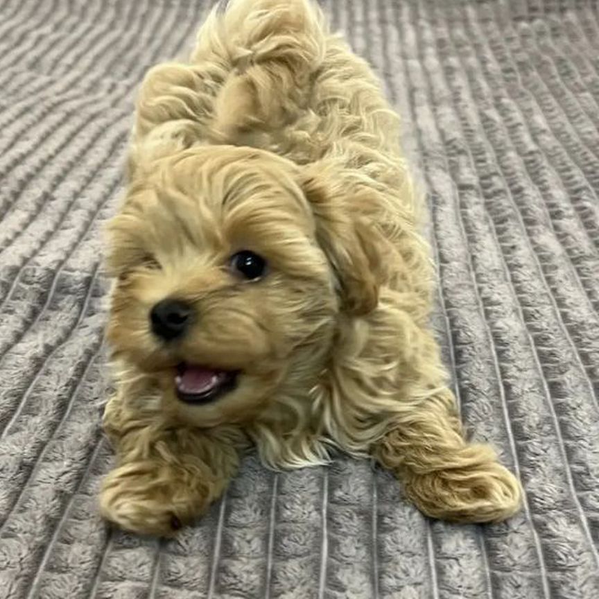 Мальтипу, щенок