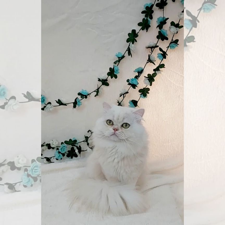 Котики Барон и Бруно