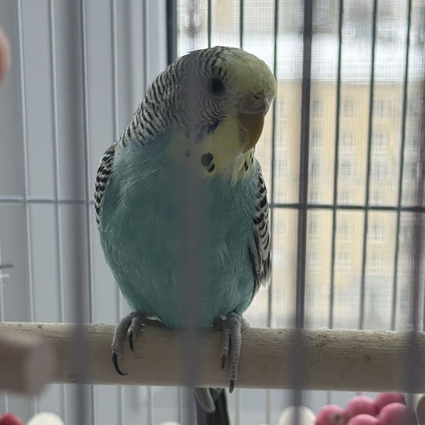 Попугайчики с клетком и всеми игрушками