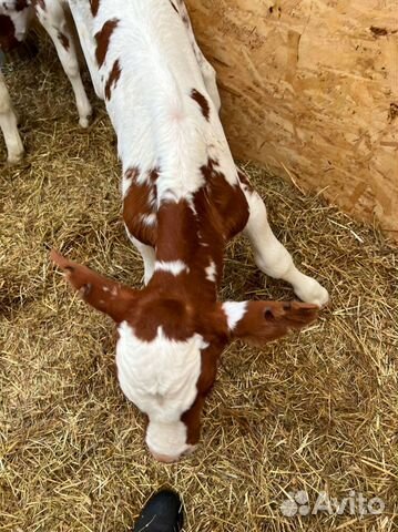 Телята доставка