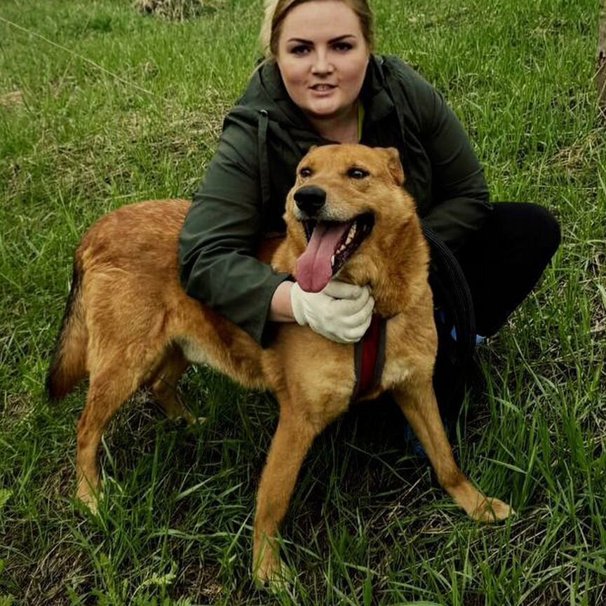 Взрослый пёс в добрые руки