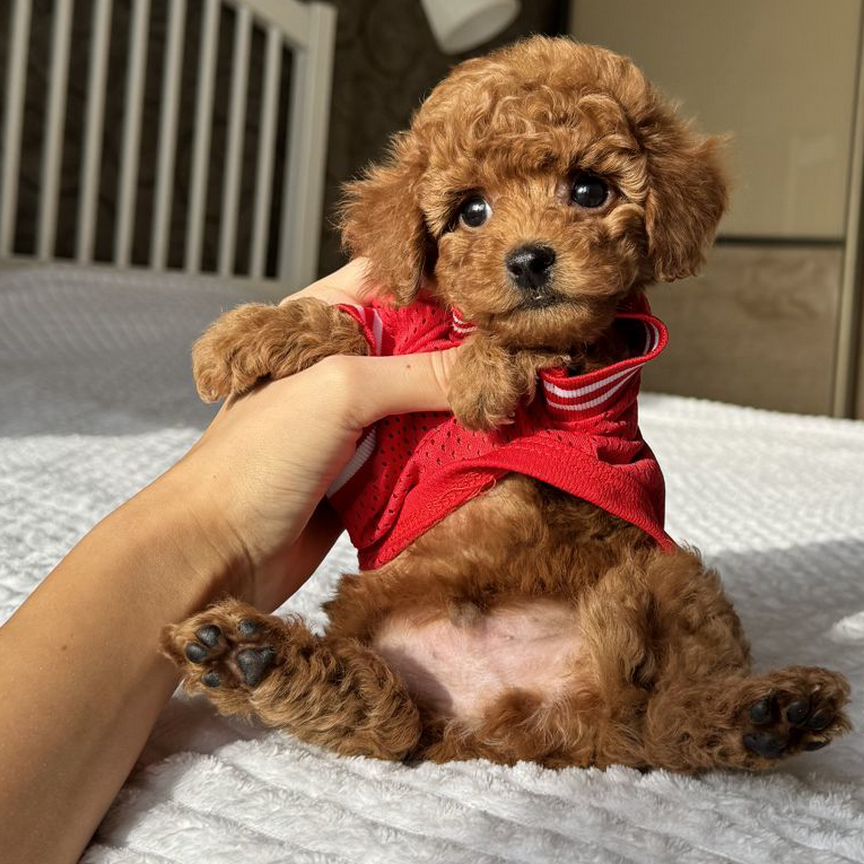 Той-пудель, щенок