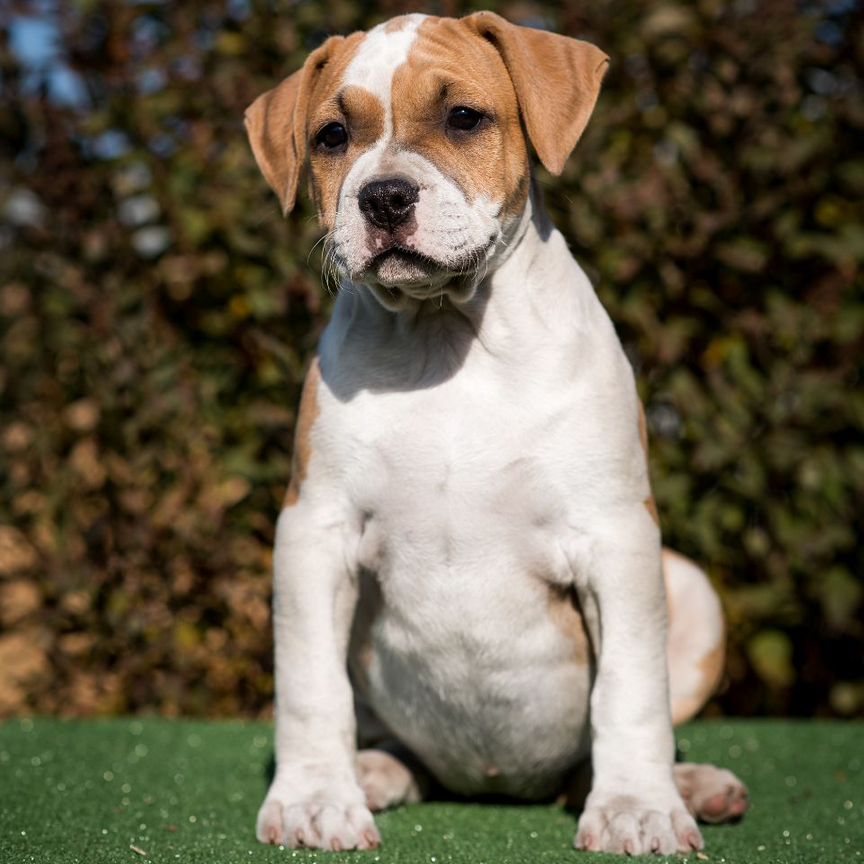 Красивая девочка амстаффа