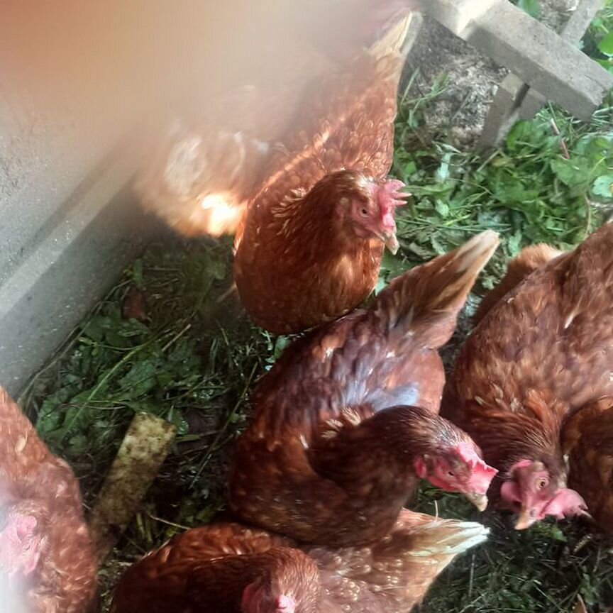 Продам кур несушек