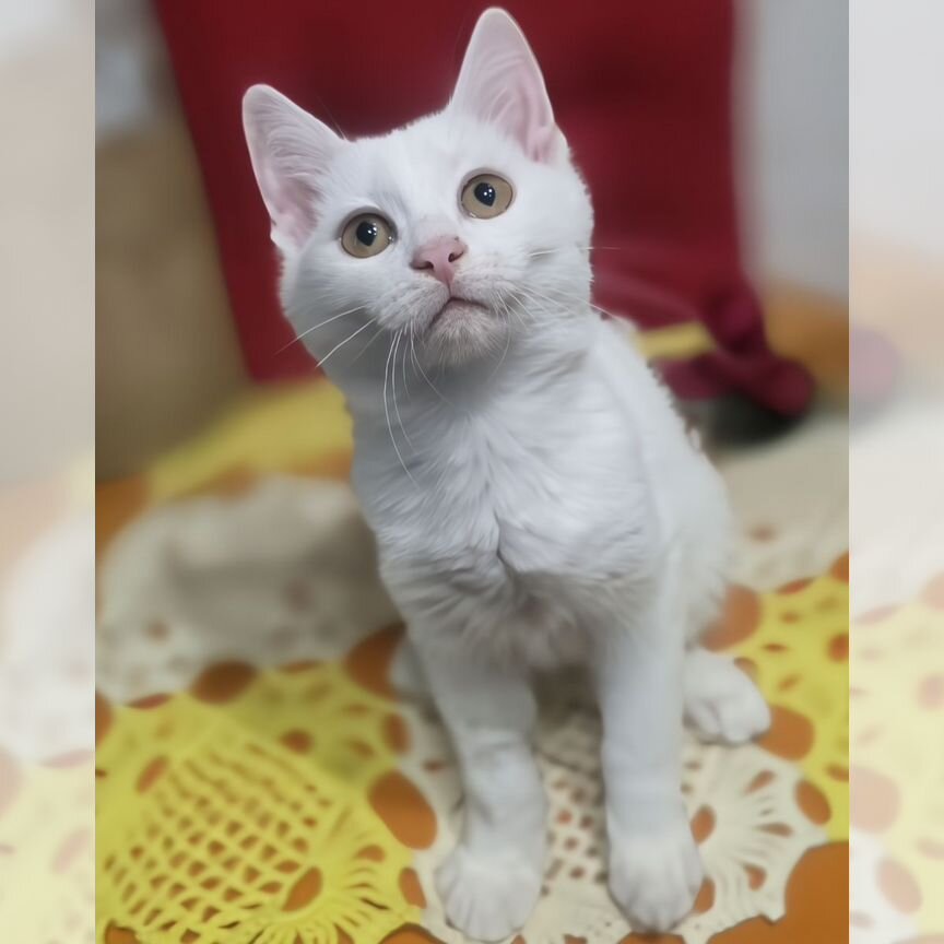 Котёнок в добрые руки