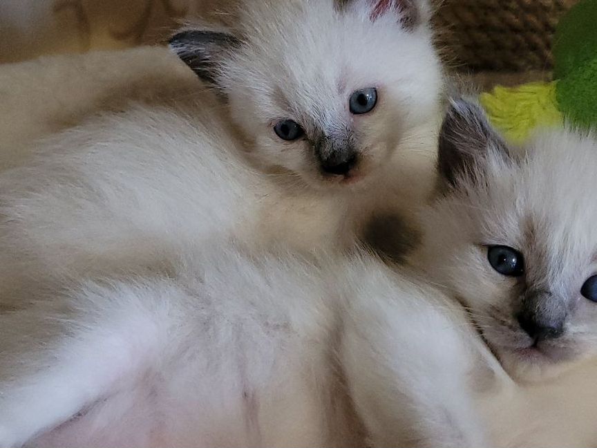 Котята невской маскарадной