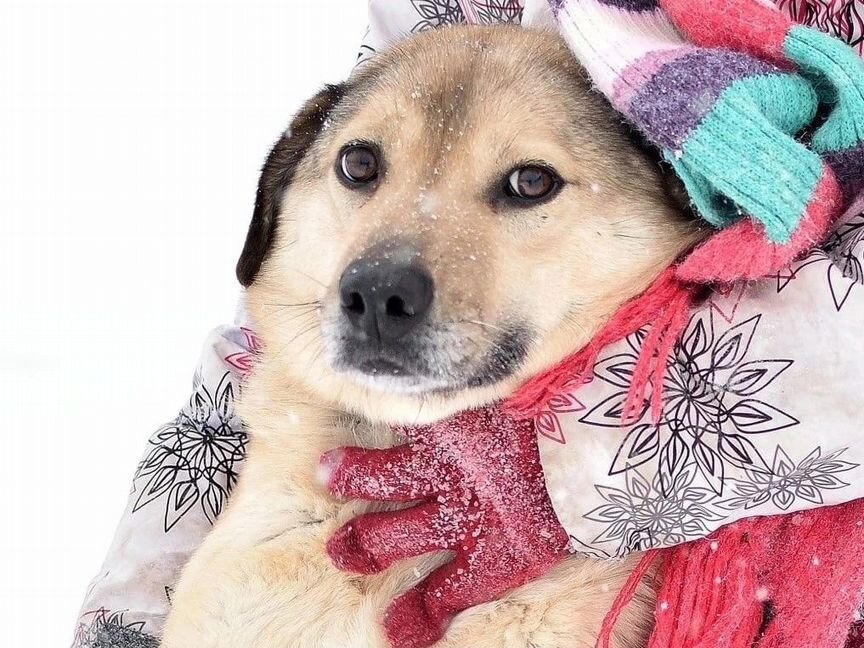 Плюша в ожидании чуда