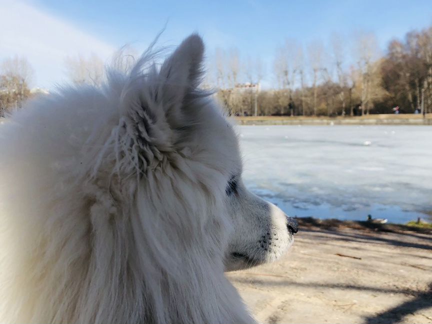 Японский шпиц мальчик вязка