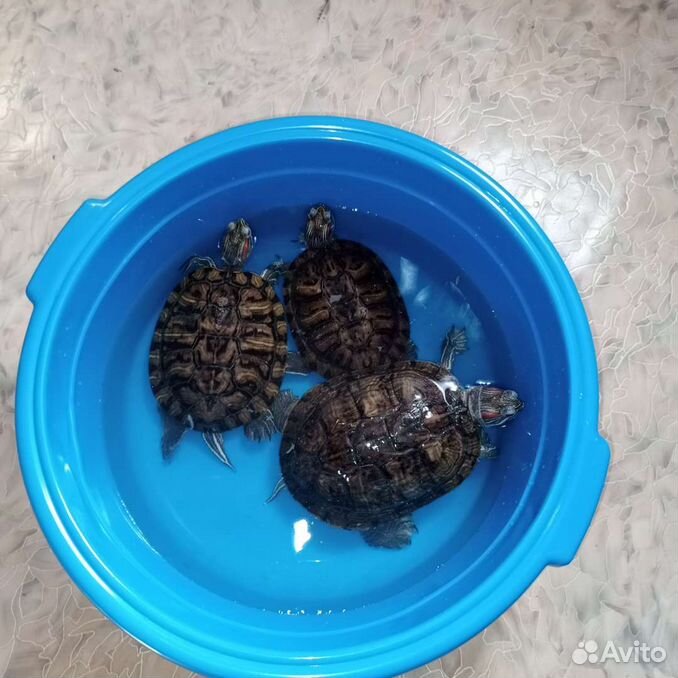 Черепахи красноухие водные