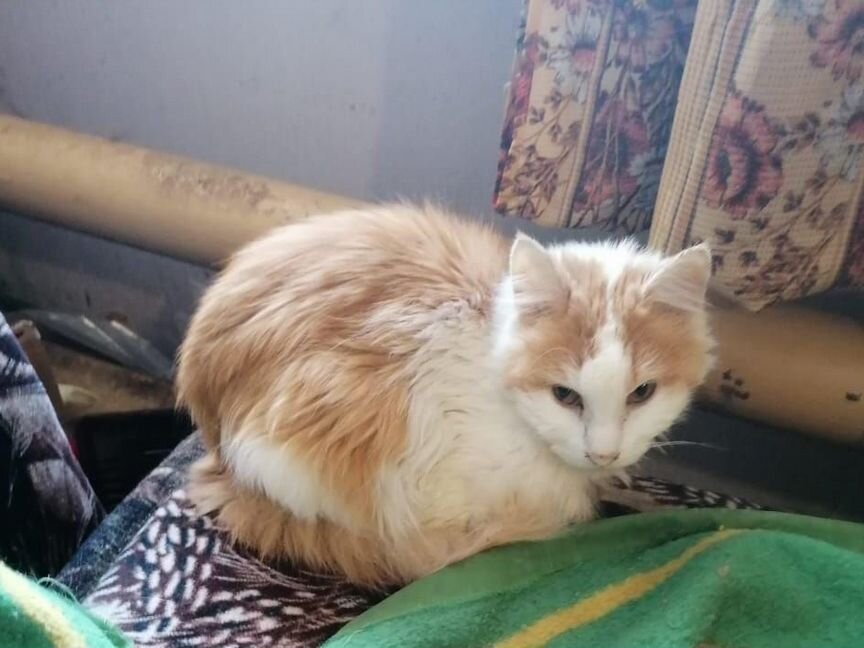 Кота хотят усыпить