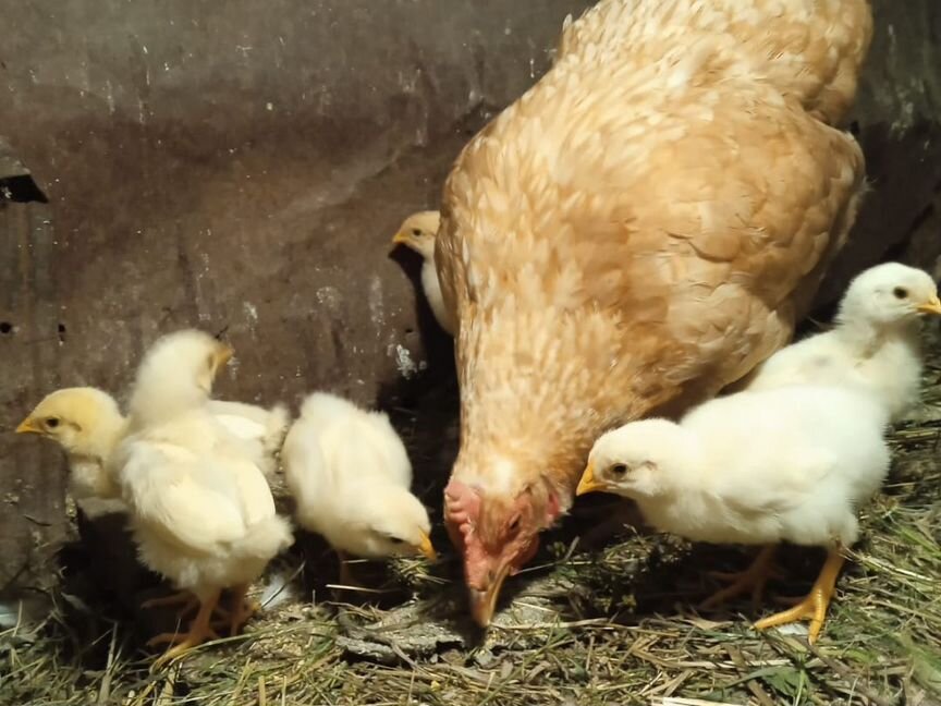 Клушка с цыплятами