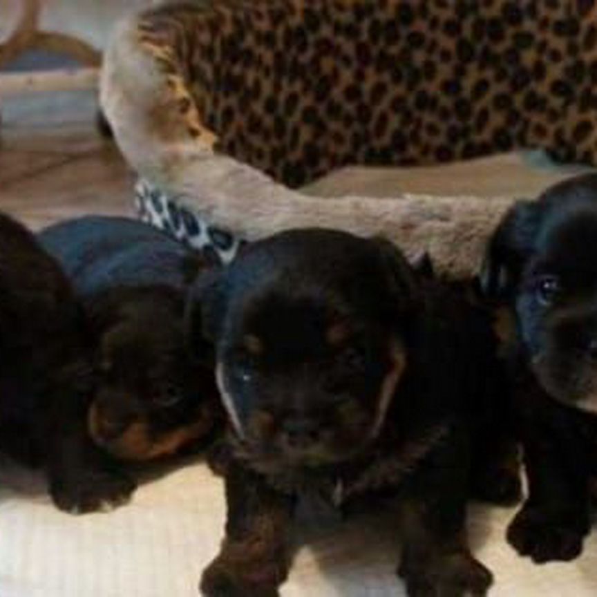 Щенки от Болонки