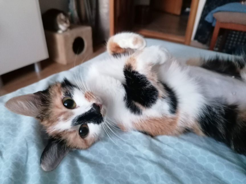 Молодая ласковая кошка трехцветка