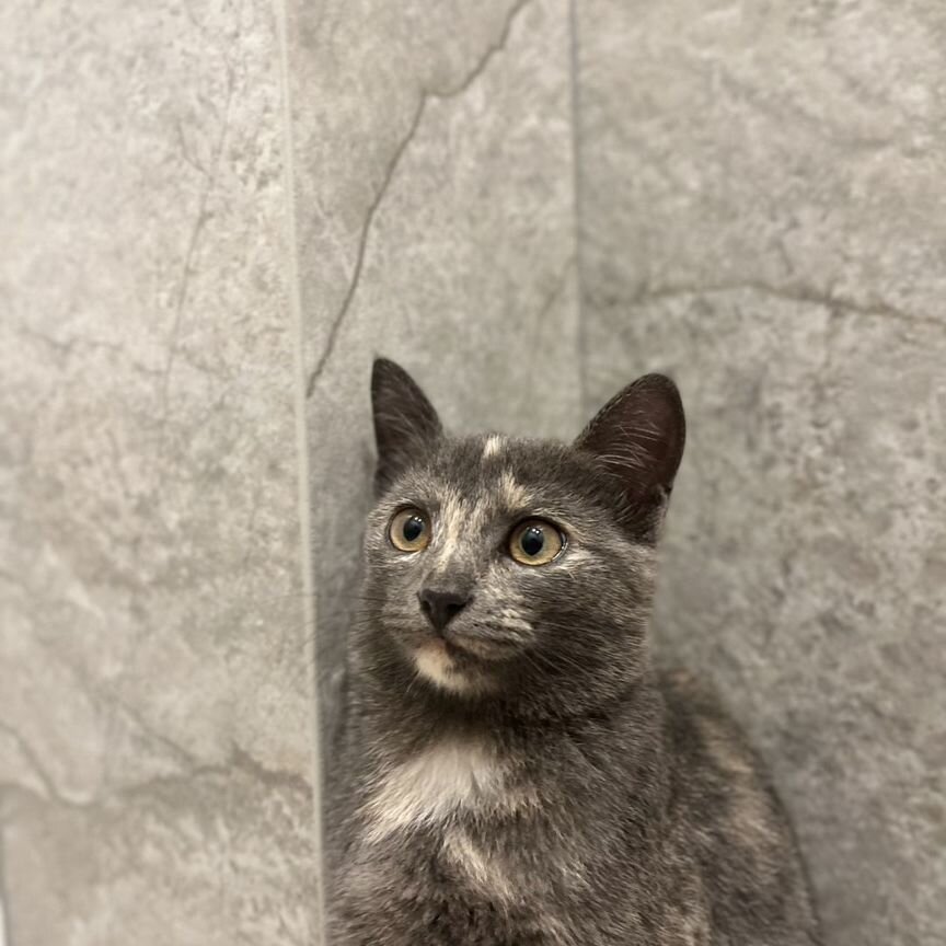 Отдам в добрые ручки)