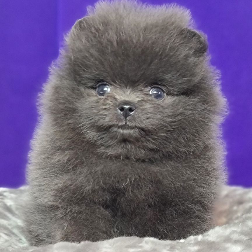 Померанский шпиц, щенок