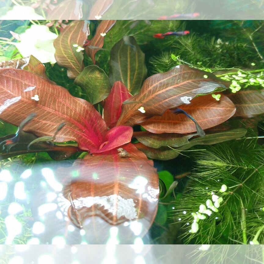 Аквариумные растения