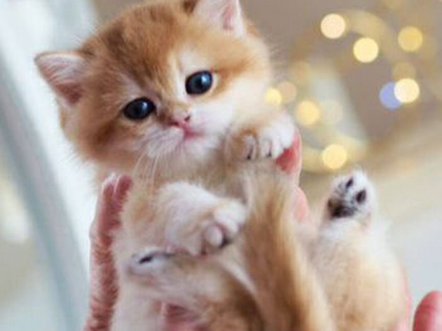 Золотые малыши